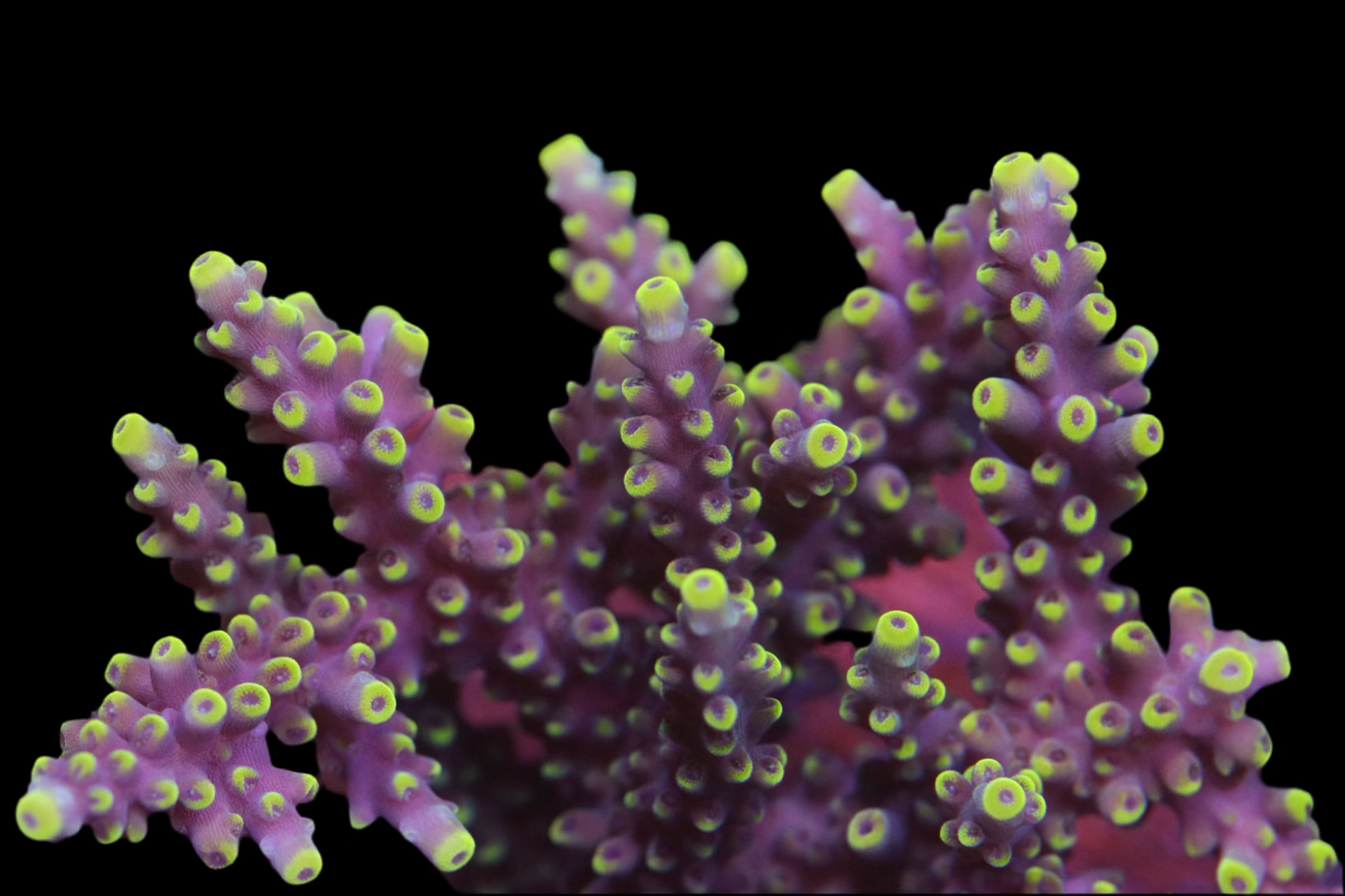 SPS Collection – CreamCityCorals